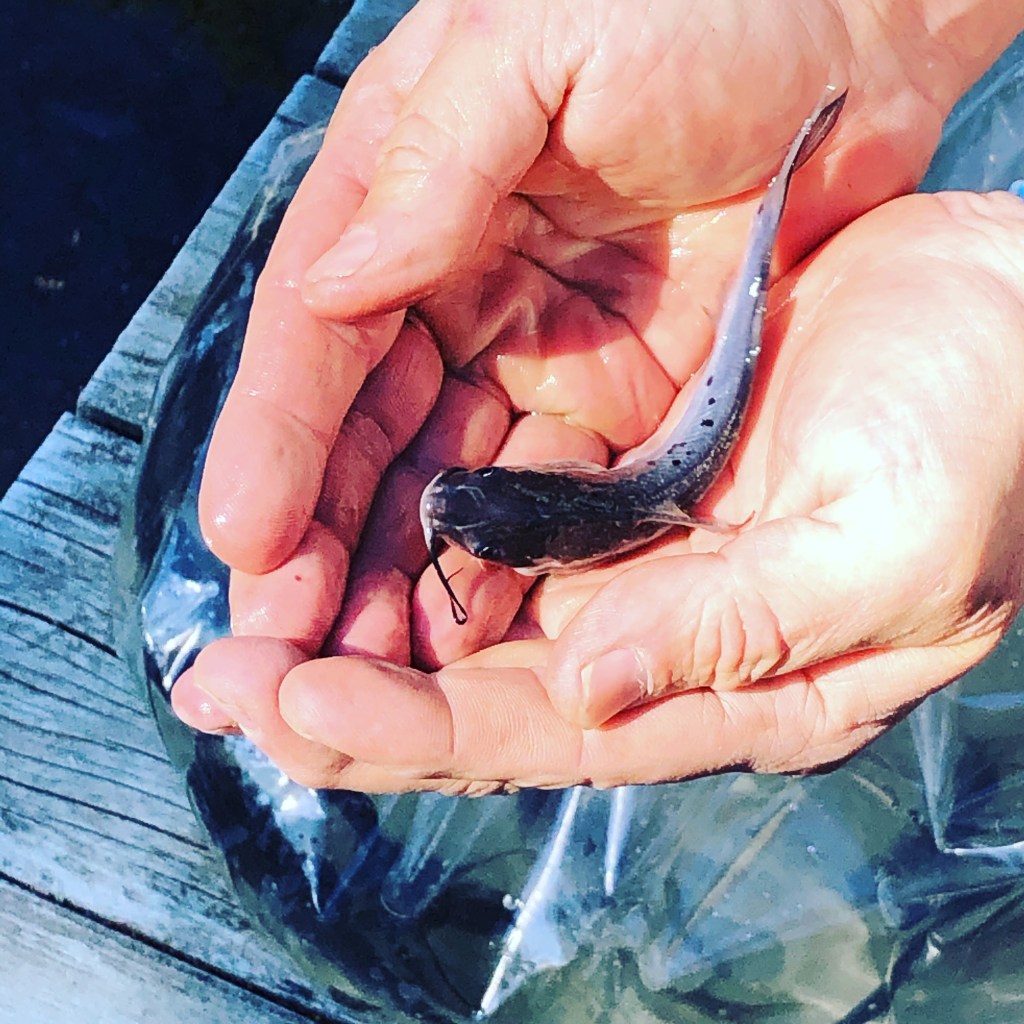 Gaia Farm – Learn, Heal, Grow