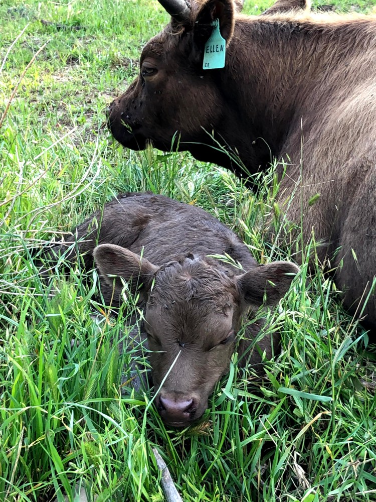 Gaia Farm – Learn, Heal, Grow