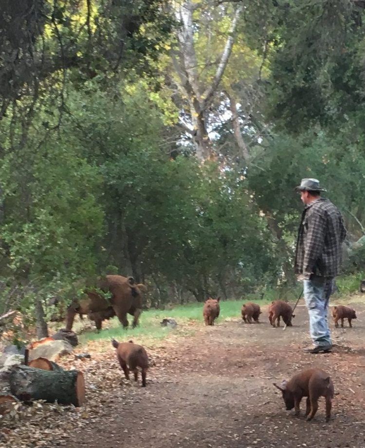 Gaia Farm – Learn, Heal, Grow