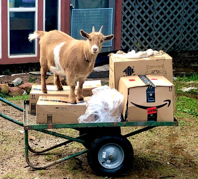 Gaia Farm – Learn, Heal, Grow